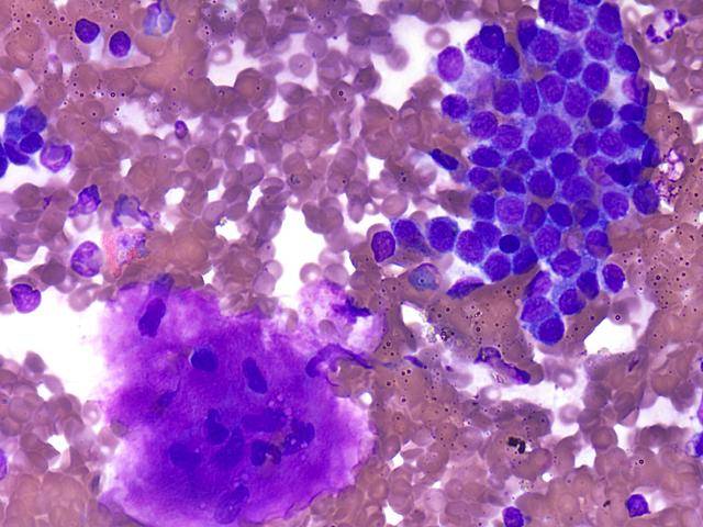 Eurocytology