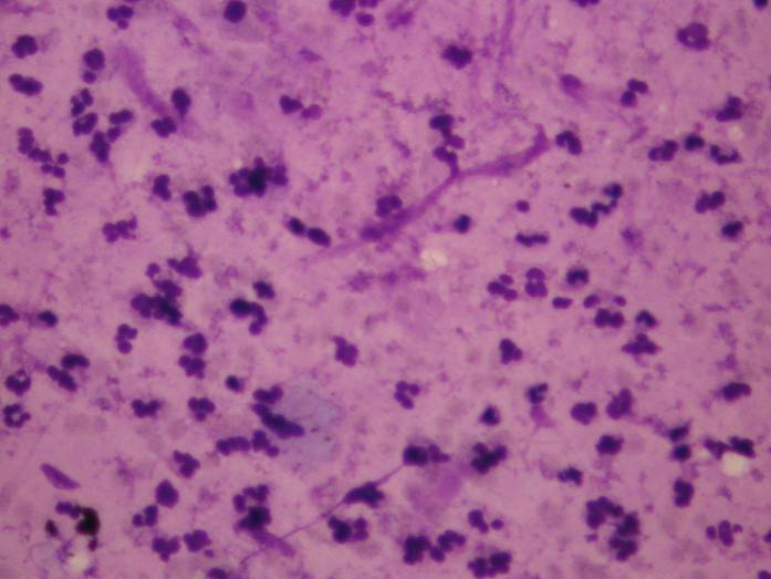 Eurocytology