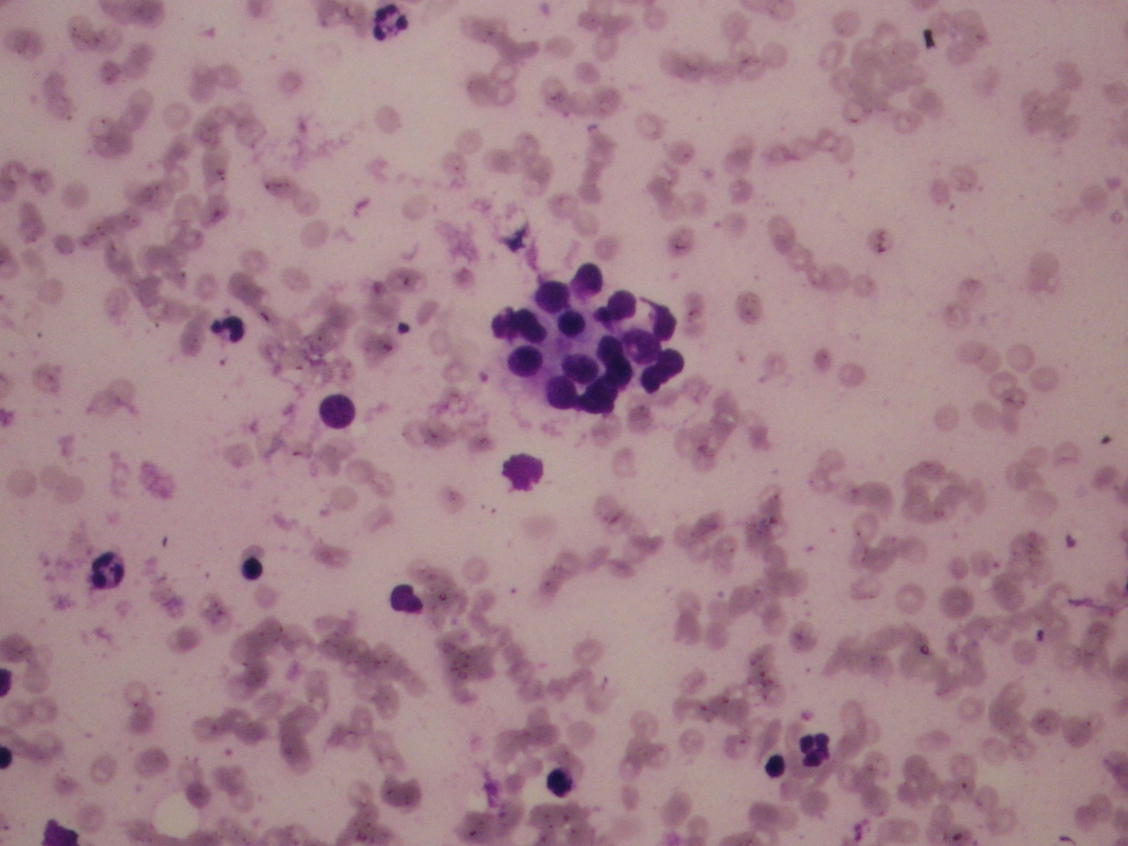 Eurocytology