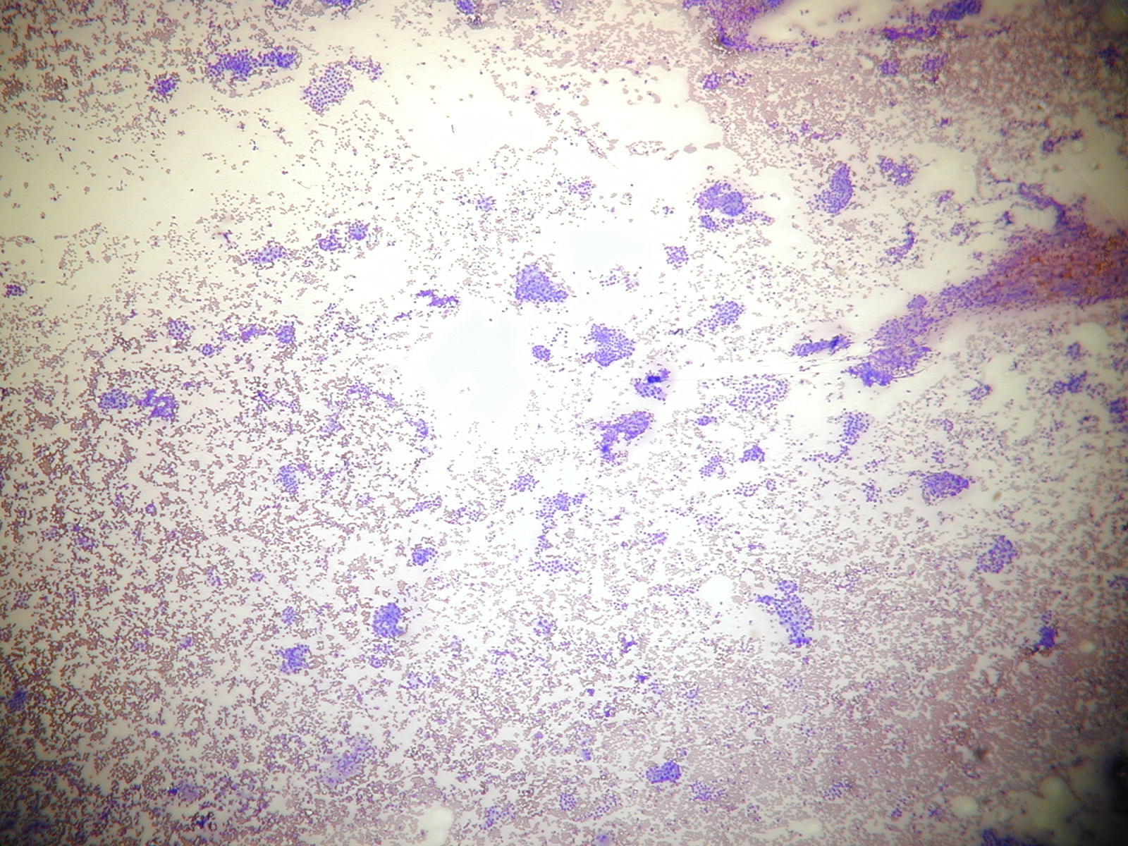 Eurocytology