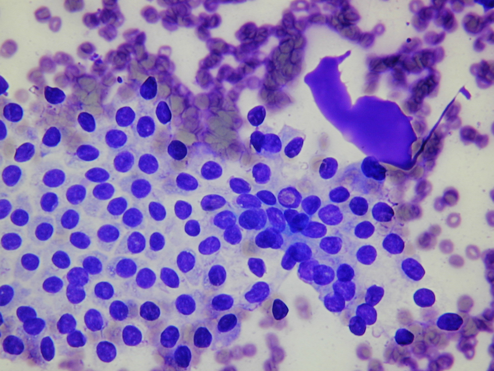 Eurocytology
