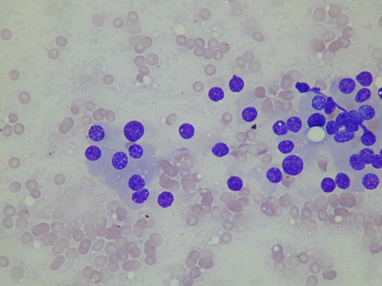 Eurocytology
